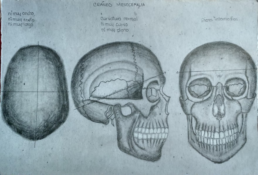 mesocefalo – Belleza Micrón.