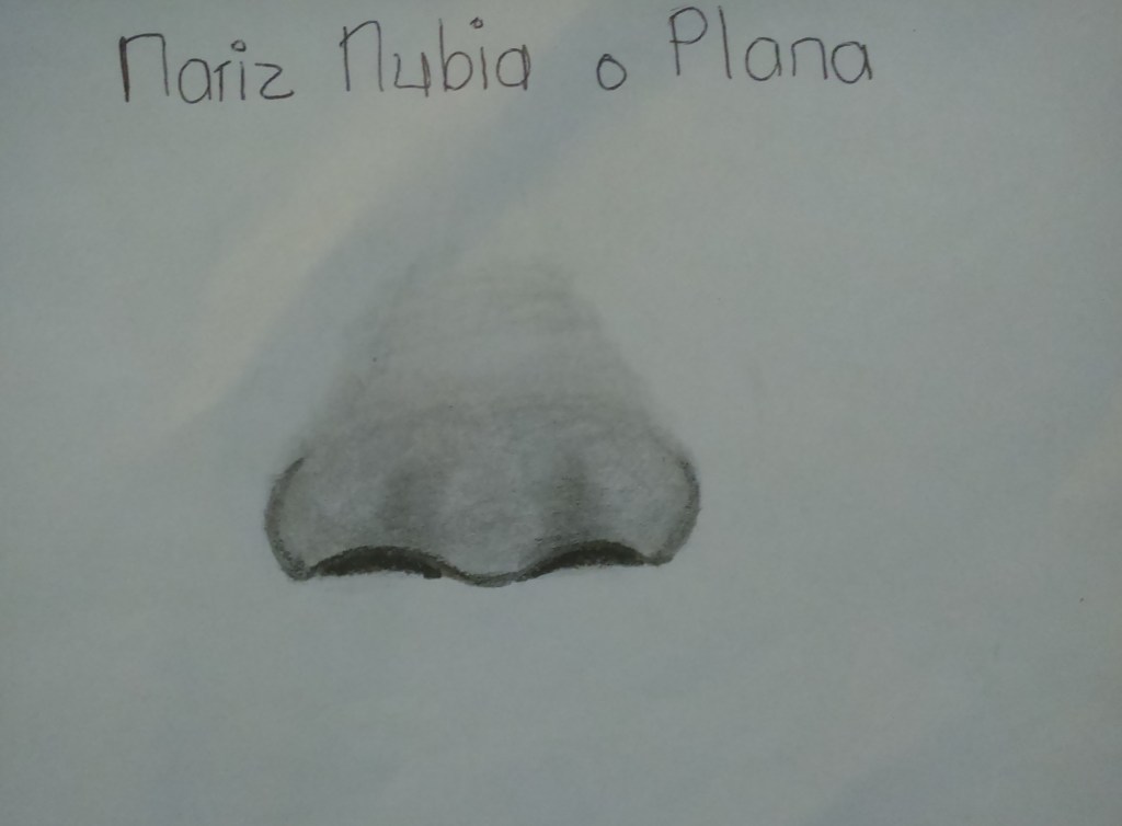 TIPOS DE NARIZ – Belleza Micrón.