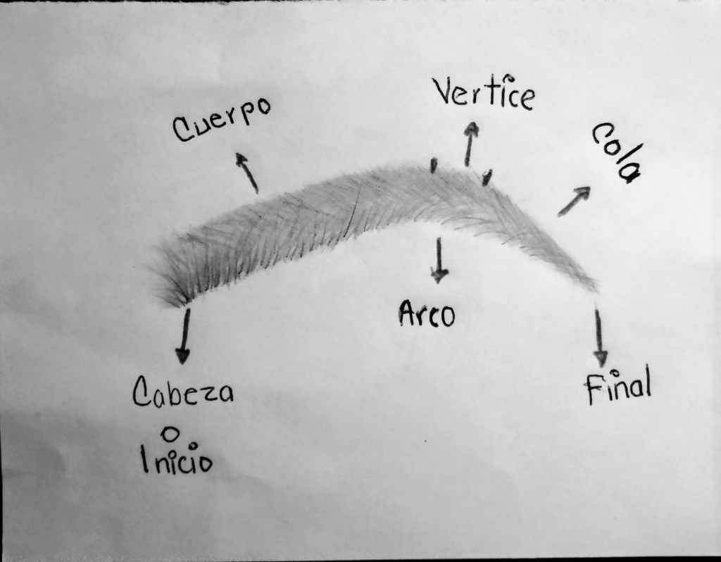 LAS CEJAS. – Belleza Micrón.
