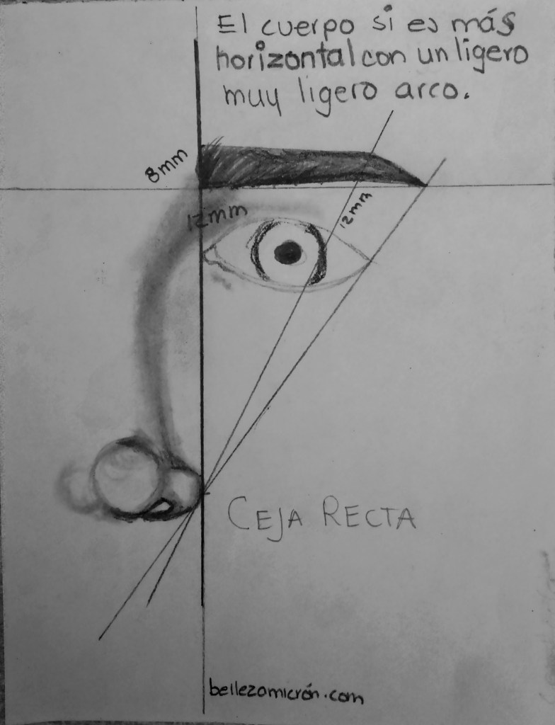 LAS CEJAS. – Belleza Micrón.
