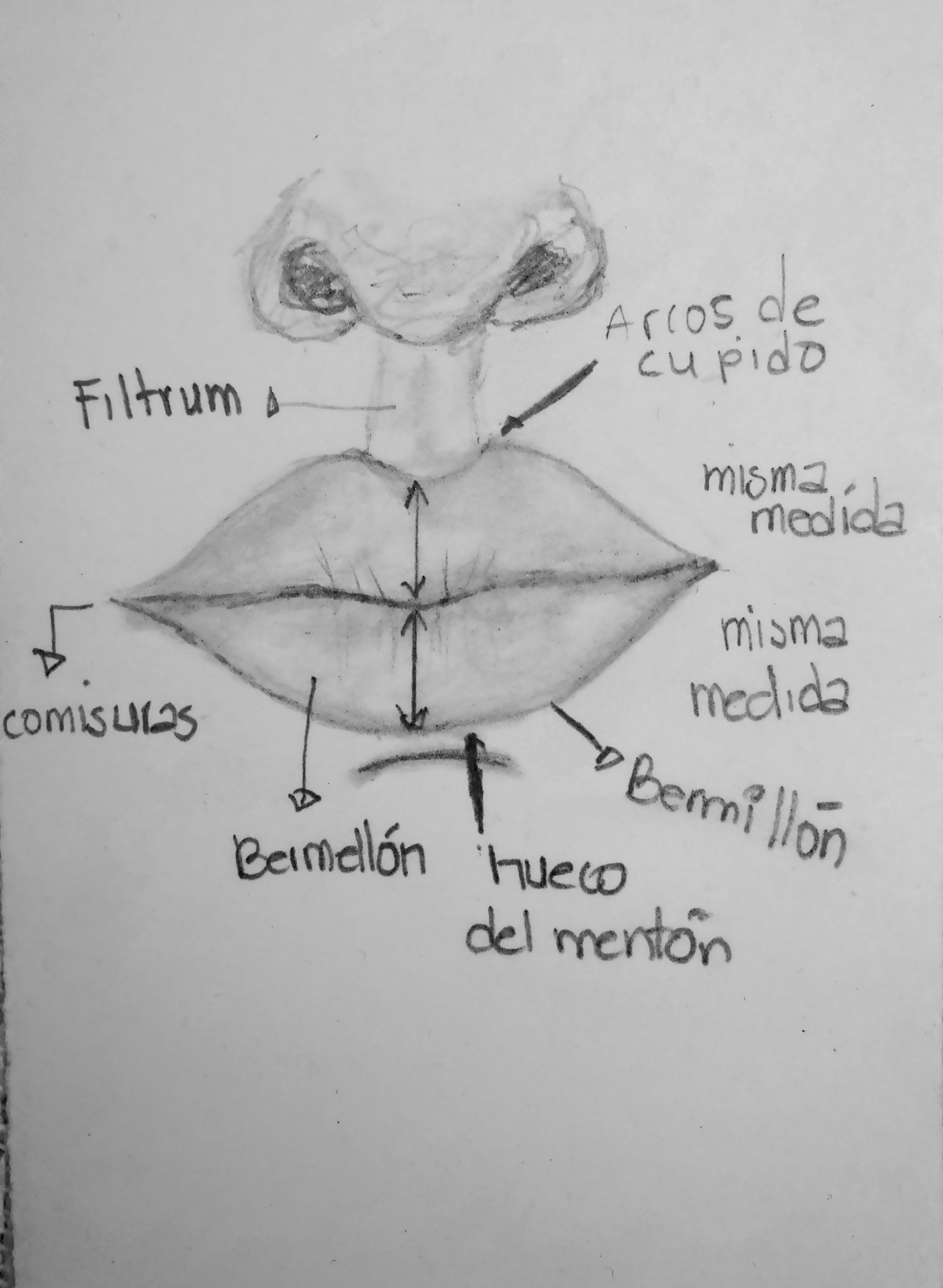 TIPOS DE LABIOS. – Belleza Micrón.