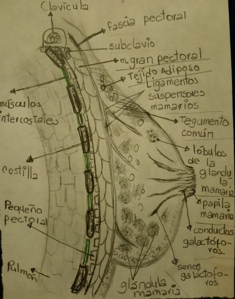 CUANDO SE PRESENTA DOLOR EN EL BUSTO (MASTALGIA). – Belleza Micrón.